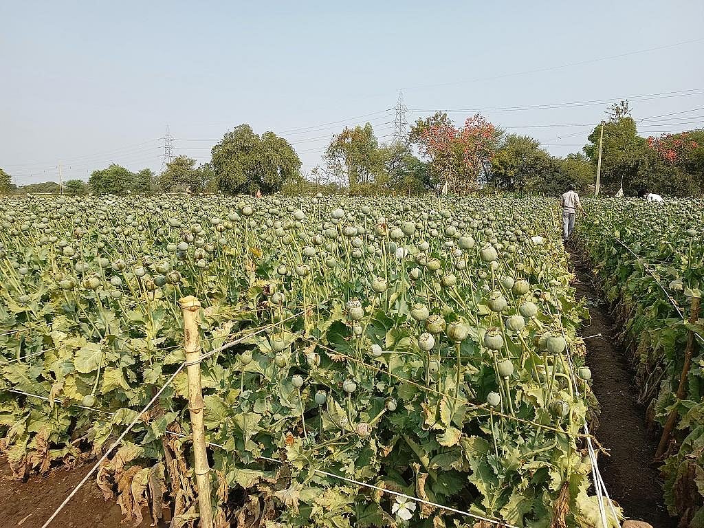 Here’s a look into the curious case of opium poppy cultivation in India