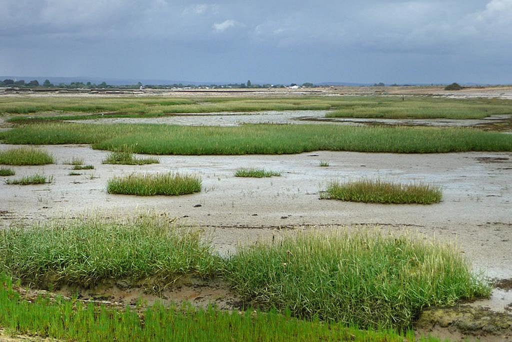 साल 2100 तक दुनिया के 90 प्रतिशत से अधिक नमक के दलदल होंगे पानी के नीचे ...