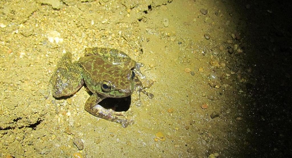 New frog species found in Meghalaya Siju cave