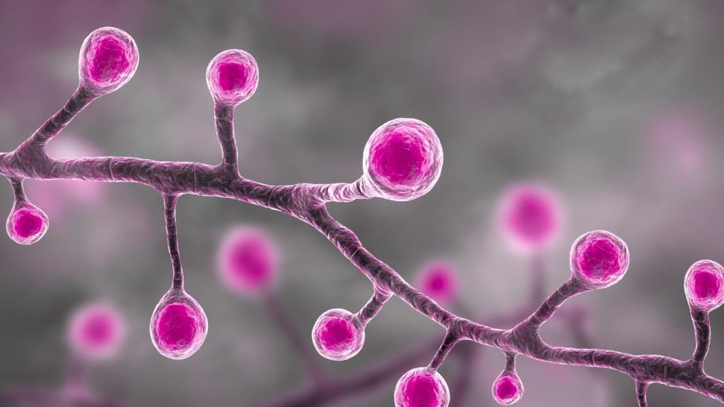 What we know about blastomyces, the fungus that killed 1 & infected 100 ...