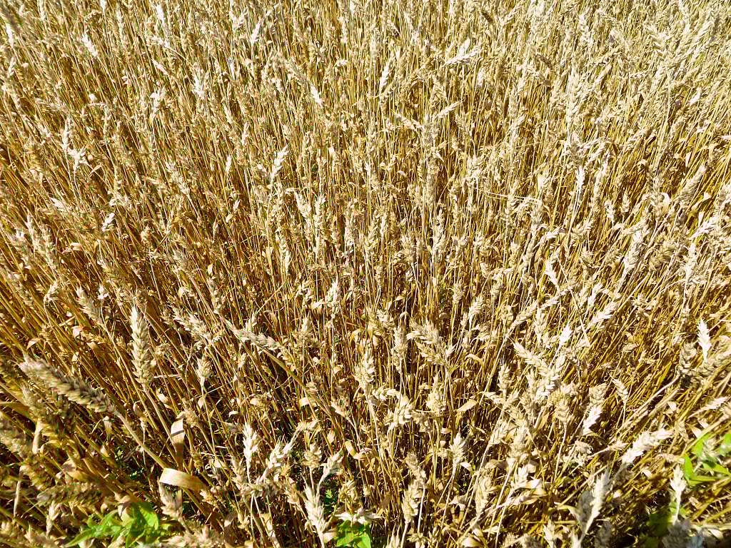 Wheat blast: A fungus that spread to three continents can threaten food ...