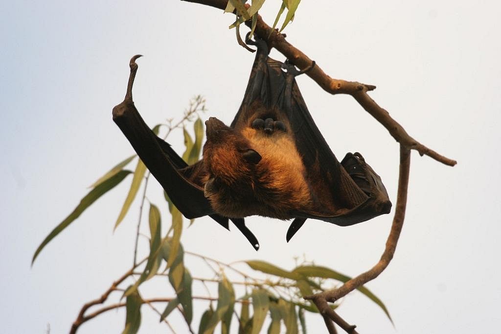 Bats dying of heat stroke: Experts fear mass population collapse ...