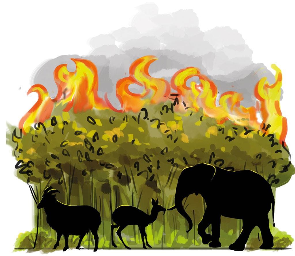 Here is why forest fires now pose a threat to the very survival of ...