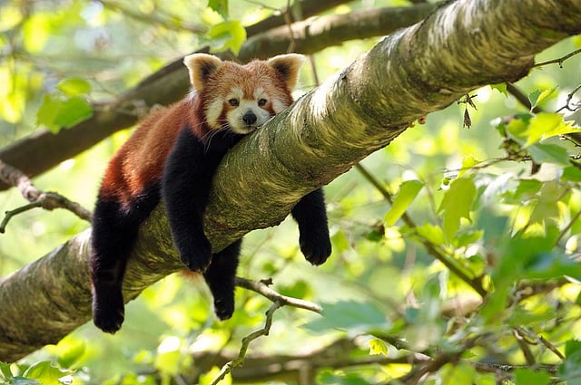 Transboundary conservation is essential to save endangered Red Pandas