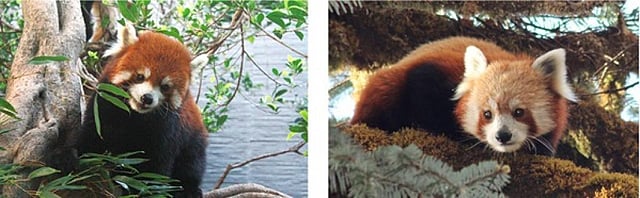 Transboundary conservation is essential to save endangered Red Pandas