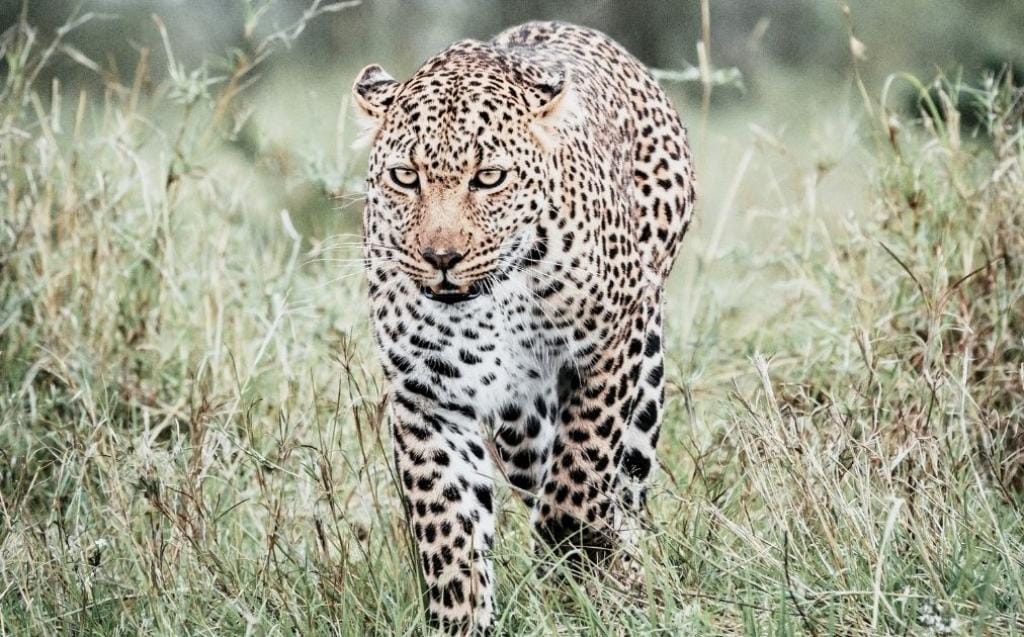 International Leopard Day 2023: Website dedicated to rosette cats launched