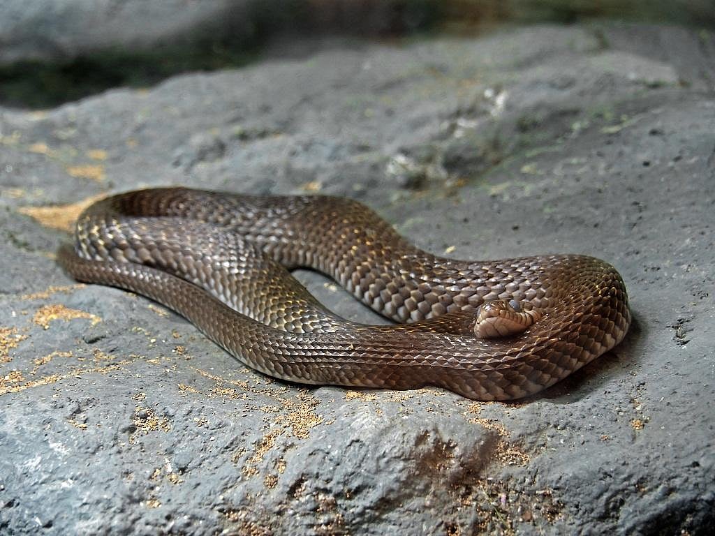 Odisha needs to better manage its snakebite burden with concerted efforts