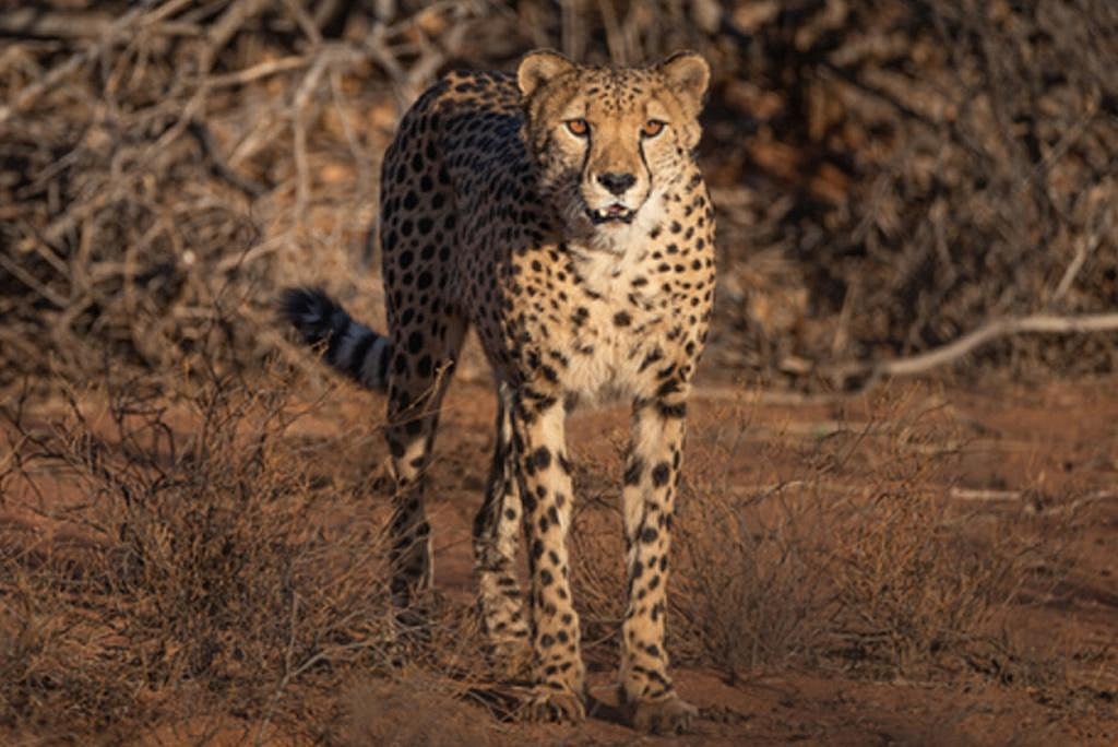 Eight months since Project Cheetah began, 3 of the animals are already dead