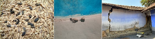 Ecologically based rodent management can help control pests in rural India