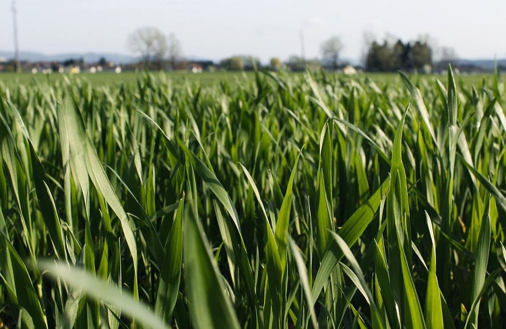 Napier grass: A game-changer in bio-CNG production