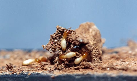 Termites emit methane. But the extent of their risk to global warming ...