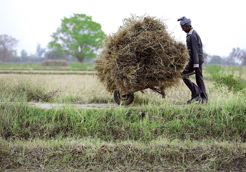 गहरी हैं चारा संकट की जड़ें