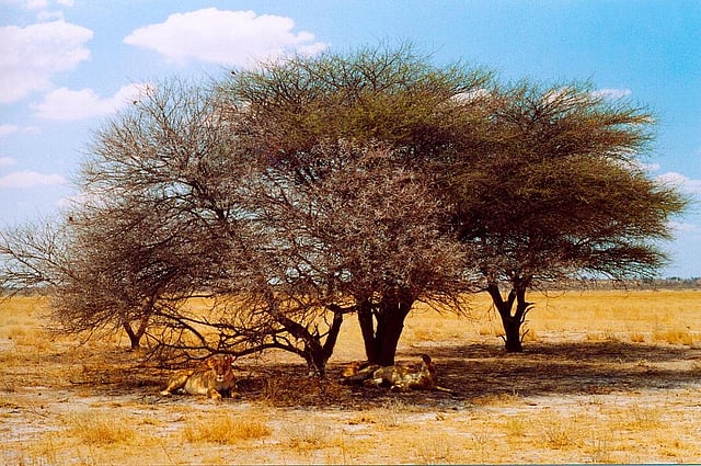 Climate change may wipe out Eswatini’s 2 major savanna tree species: Study