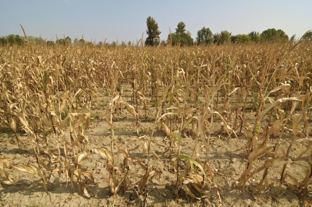 Arid conditions in 78% of India; may affect summer crops