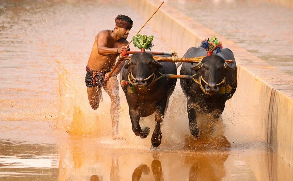 Jallikattu, Kambala can go on in Tamil Nadu and Karnataka, rules ...