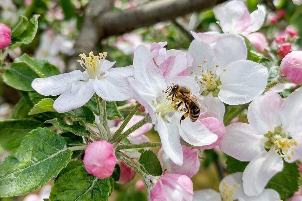World Bee Day: Climate change may be causing an apple crisis in ...