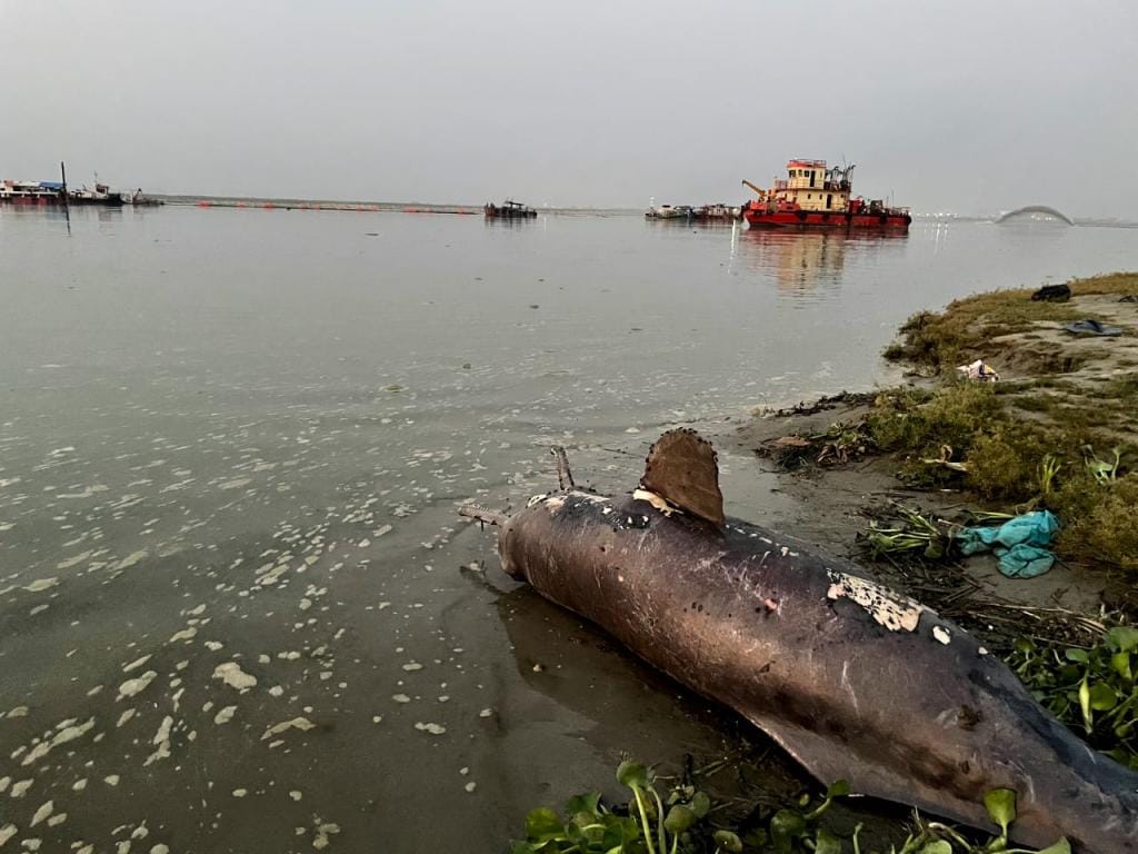 Two Gangetic dolphins found dead in Bihar in the last 3 days