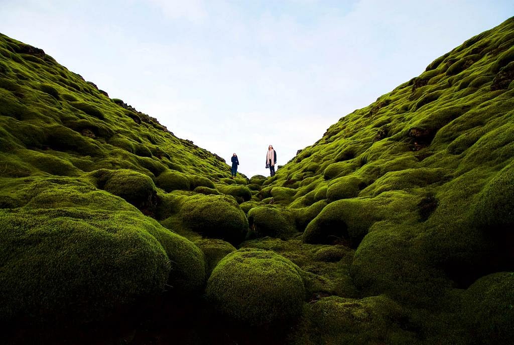 An epic global study of moss reveals it is far more vital to Earth’s ...