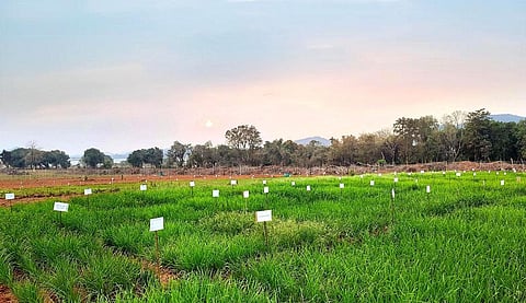 Odisha's Landrace Initiative: Integrating Traditional Seeds into Formal ...