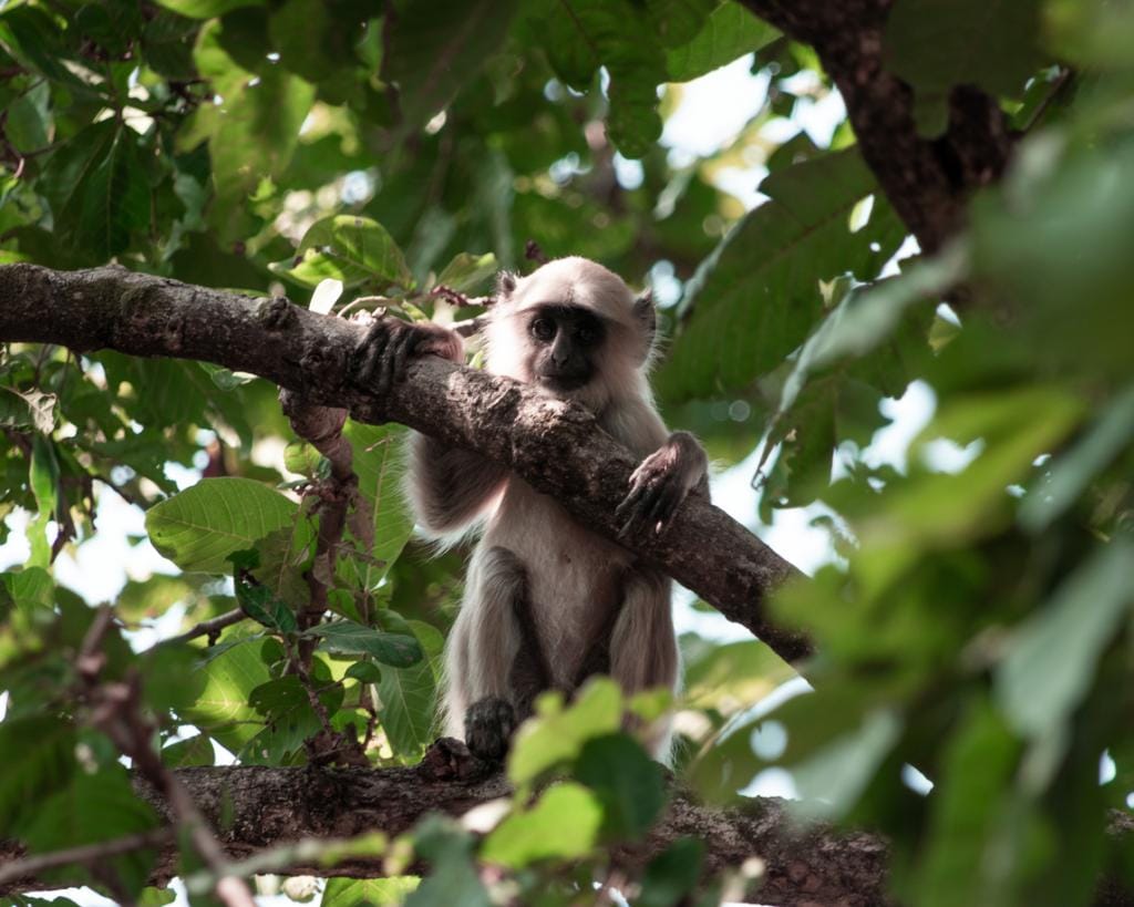 Merely designating an area as protected not enough, says Princeton ...