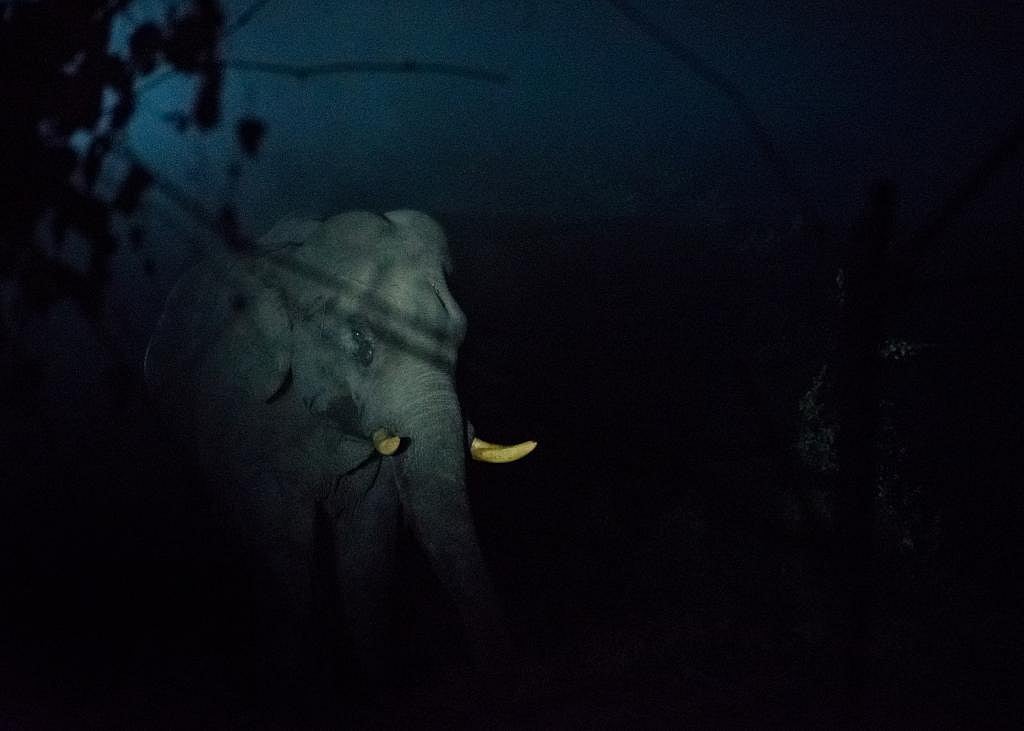 Assam’s human-elephant conflict: Legally protecting habitats, natural ...