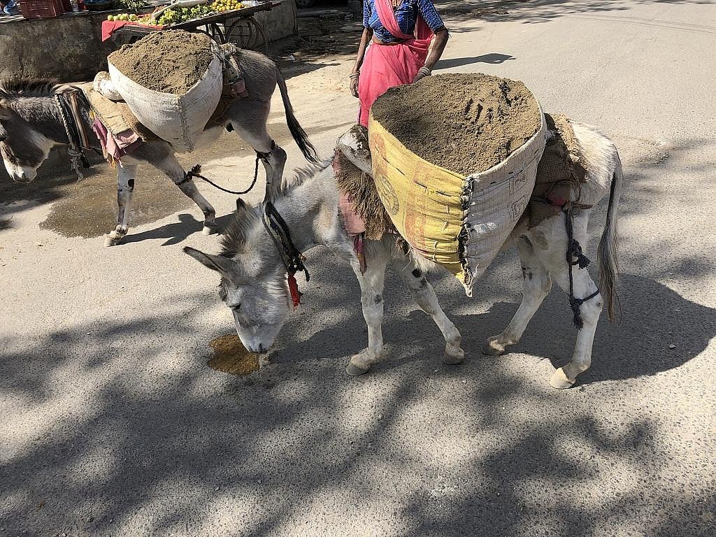 India’s invisibilisation of donkey labour is rooted in the caste system