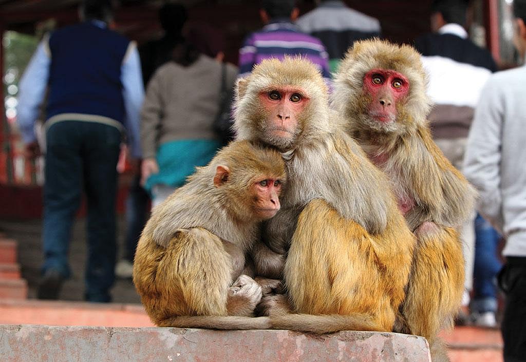 Urban Menace: India can no longer afford to monkey around on macaque ...