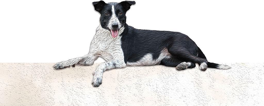 Urban Menace: Free-ranging dogs are a dogged problem in Indian cities ...