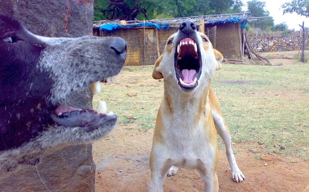 Urban Menace: India’s policies on free-ranging dogs risk public health