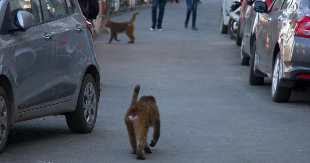 Urban Menace: Focus on human-monkey conflict management