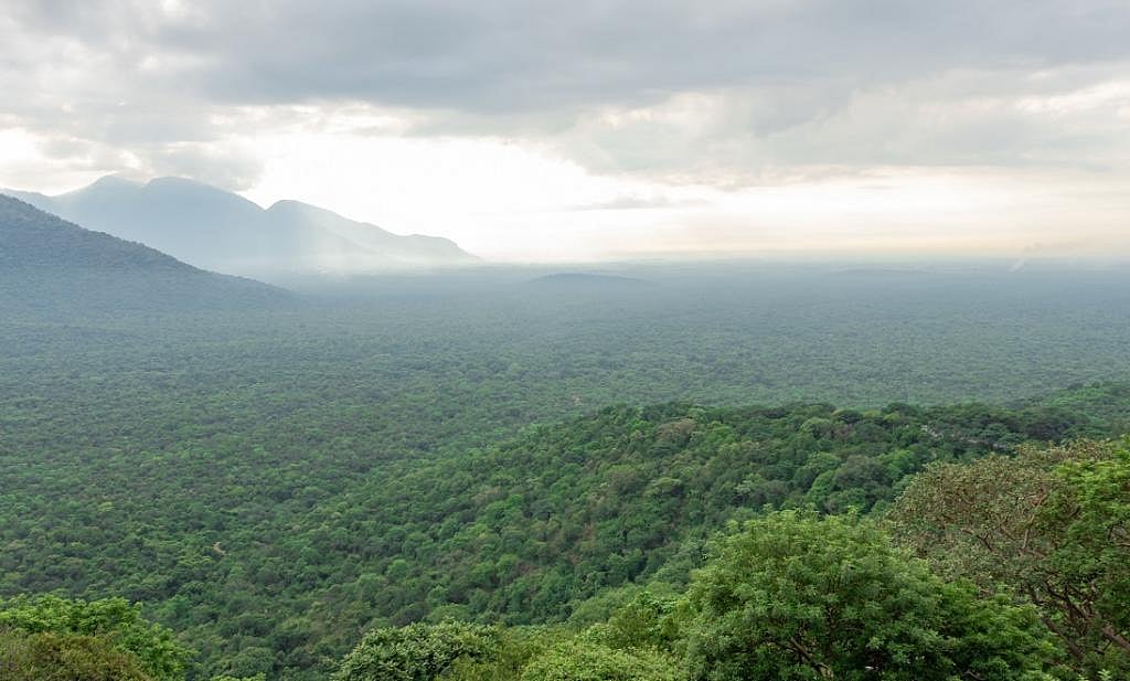 Karnataka forest department has filed just 130 chargesheets on forest ...