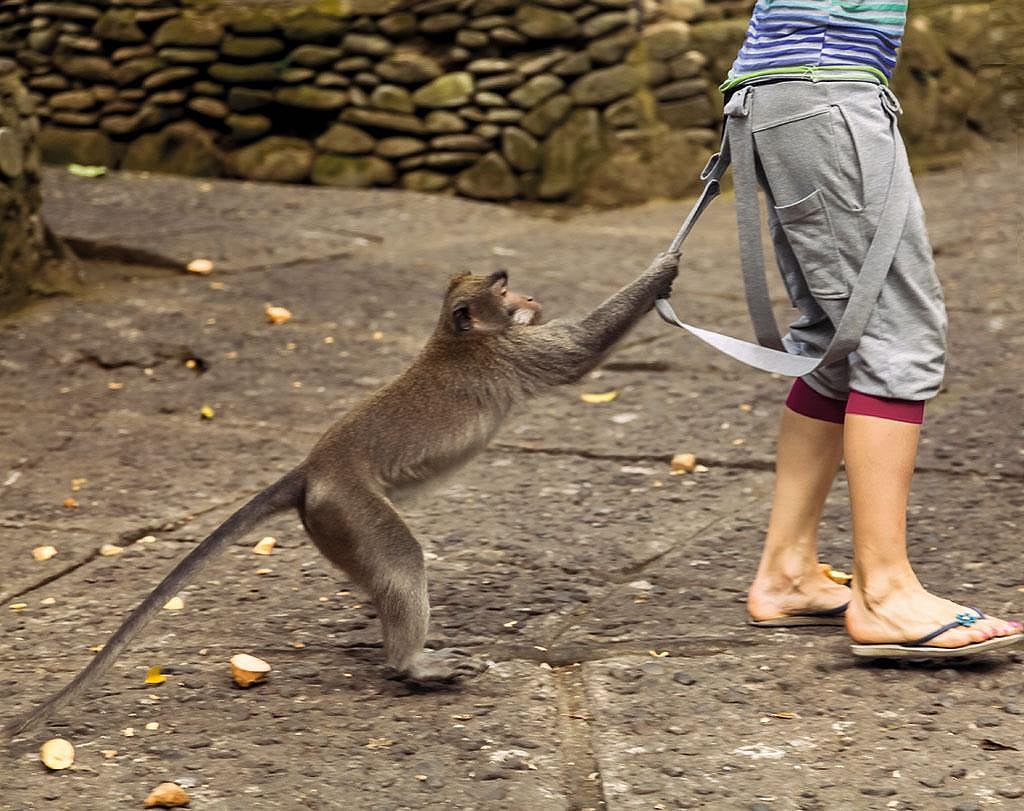 Down to Earth Special: Monkeys occupy cities, expressed love or anger