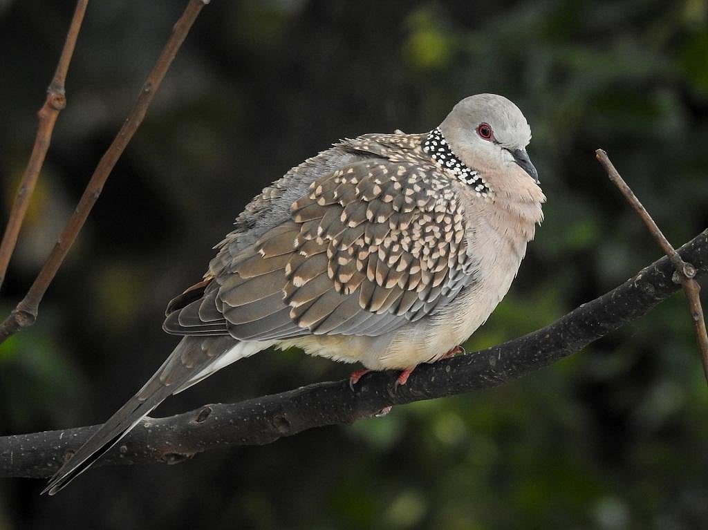 Video of hundreds of birds dying of poisoning in Assam goes viral ...