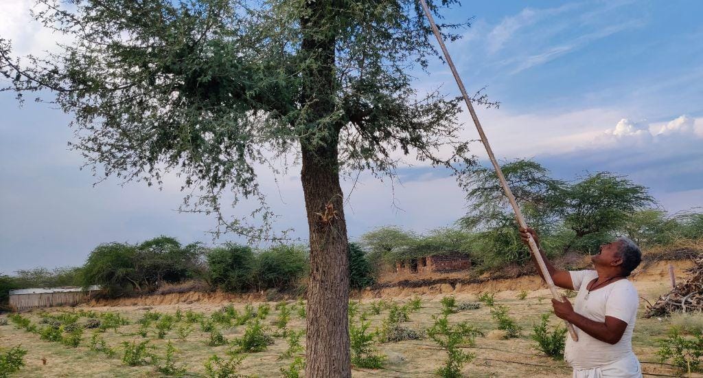 Khejri Tree
