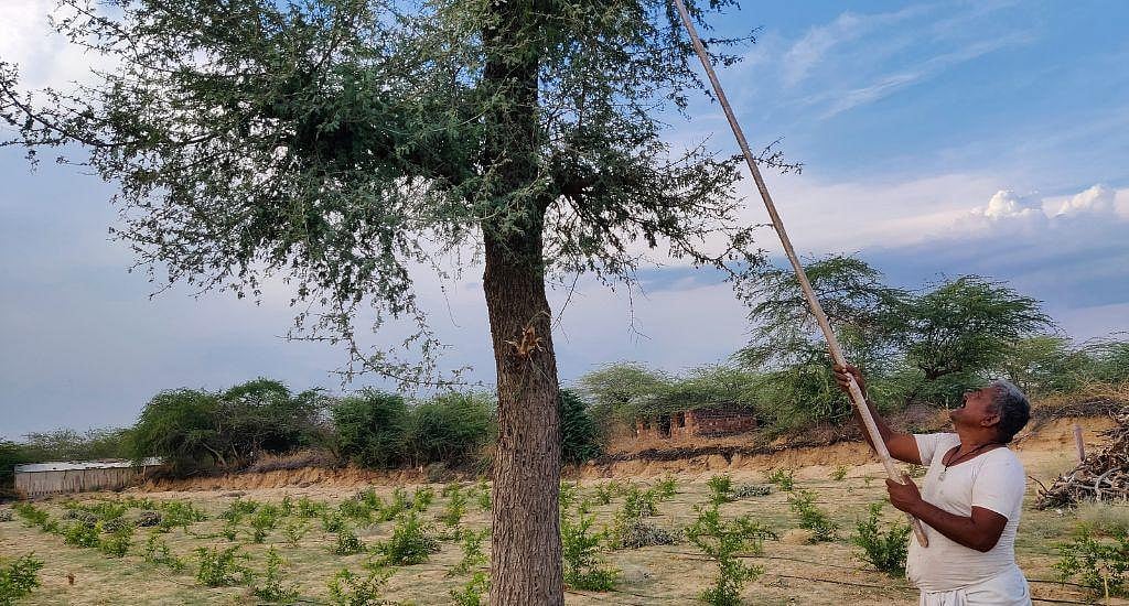 Khejri – the wonder tree of Thar desert