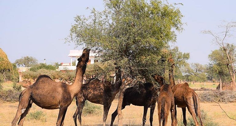 Khejri – the wonder tree of Thar desert