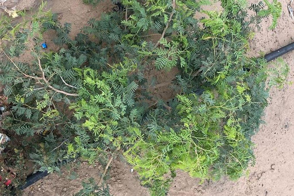 Khejri – the wonder tree of Thar desert