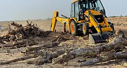 Khejri – the wonder tree of Thar desert