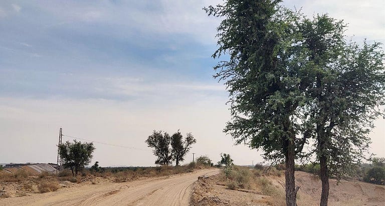 Khejri – the wonder tree of Thar desert