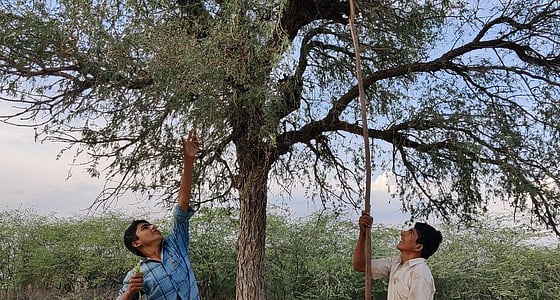 Khejri – the wonder tree of Thar desert