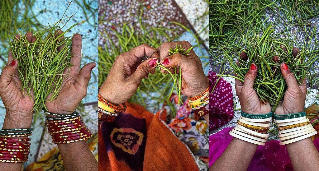 Khejri – the wonder tree of Thar desert