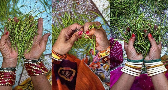 Khejri – the wonder tree of Thar desert