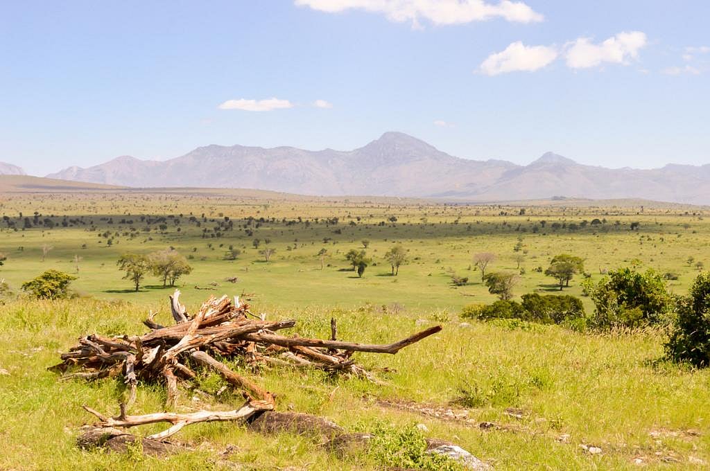 Kenya’s decision to lift 6-year ban on logging can be disastrous, say ...
