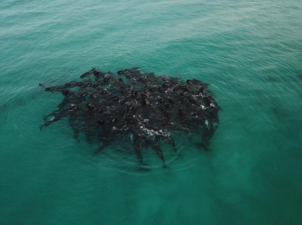 An expert explains the stranding of 97 pilot whales in WA and their ...