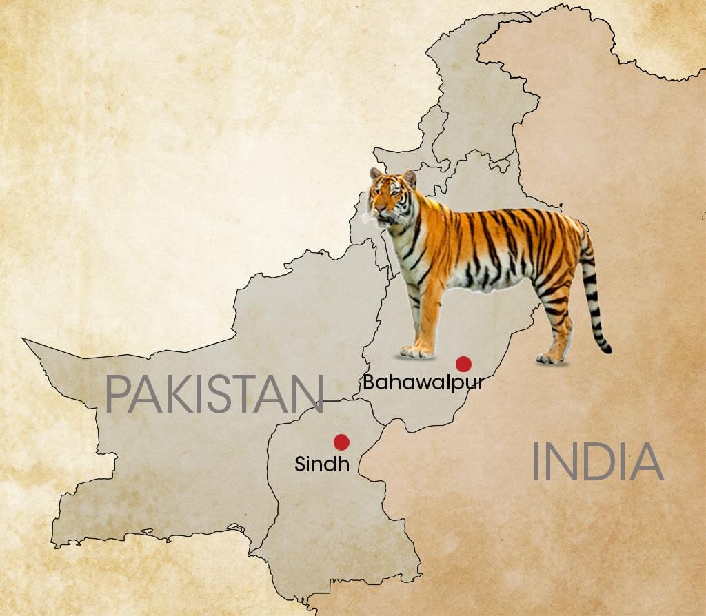 International Tiger Day 2023: Yes, tigers did roam Sindh and Bahawalpur ...