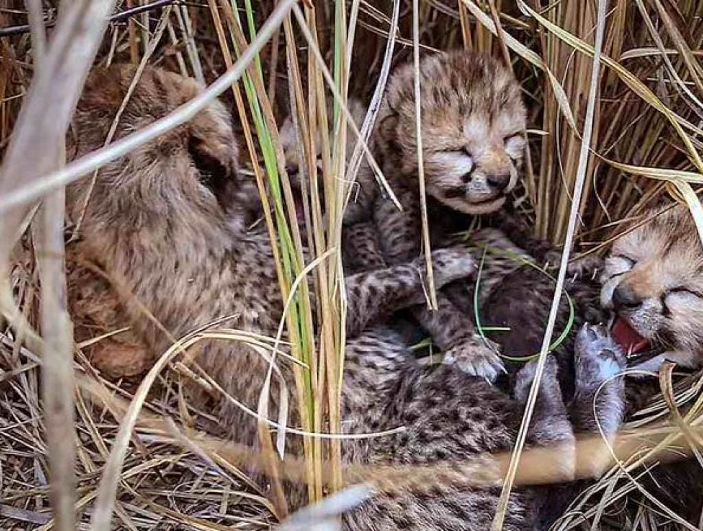 Mismanagement, negligence and political pressure are killing Kuno cheetahs