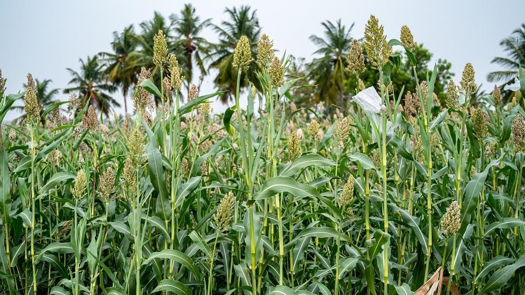 Not all weeds seen in millet farms are villains but uncultivated crops