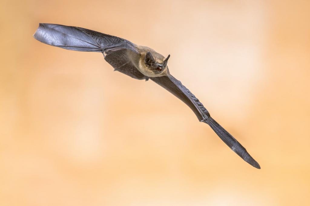 Bats are avoiding solar farms and scientists aren’t sure why