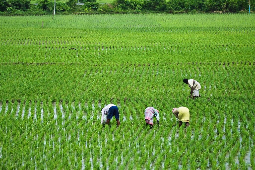 Paddy production will depend on August rainfall in core monsoon zone area