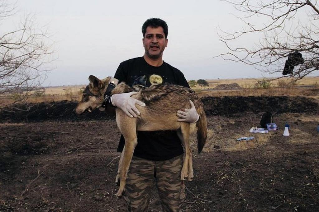 International Wolf Day 2023: The best lupine habitat is in the human heart, says Bilal Habib